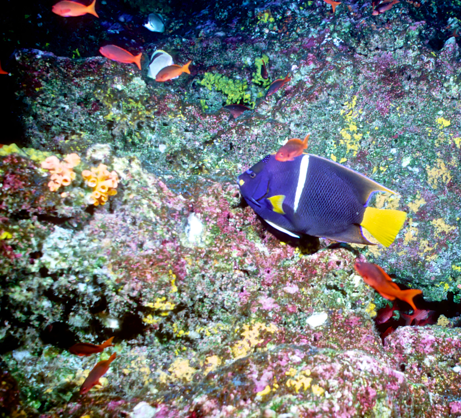 Colorful Underwater Scenery